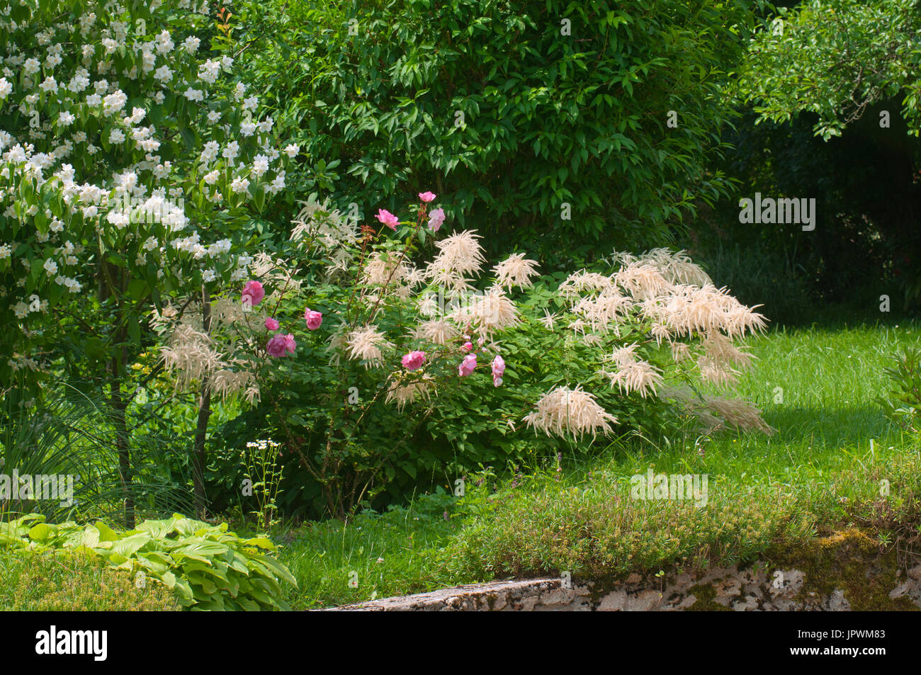 Japanese astilbe 'Washington' in bloom in a garden Stock Photo - Alamy