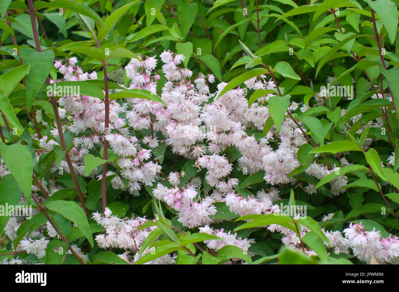 White forsythia in bloom in a garden Stock Photo - Alamy