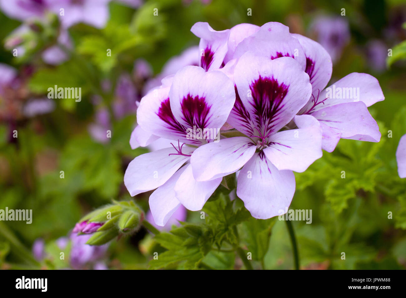 Pelargonium 'Lemon Fancy' in bloom in a garden Stock Photo - Alamy