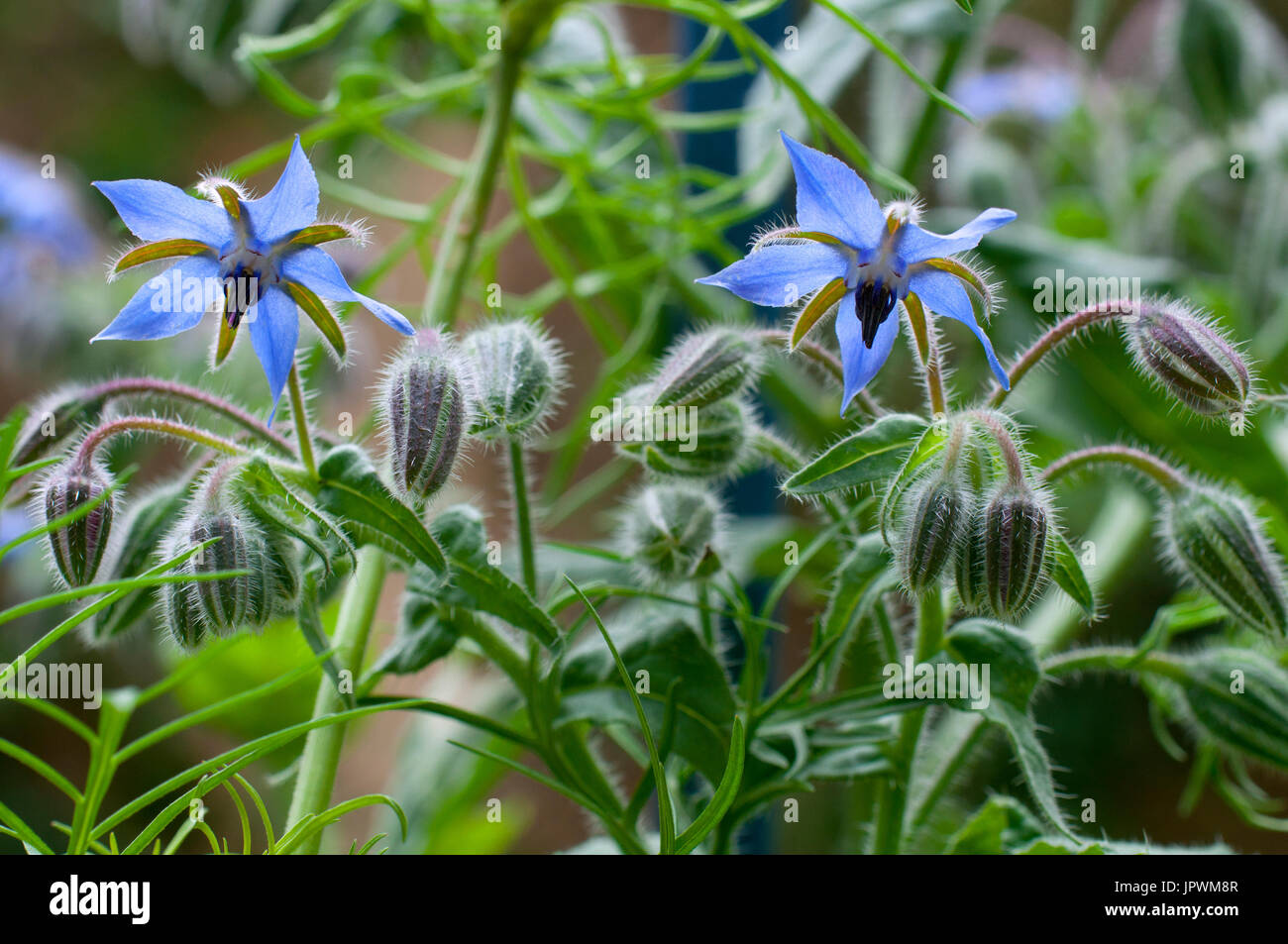 Common borage in bloom in a garden Stock Photo - Alamy