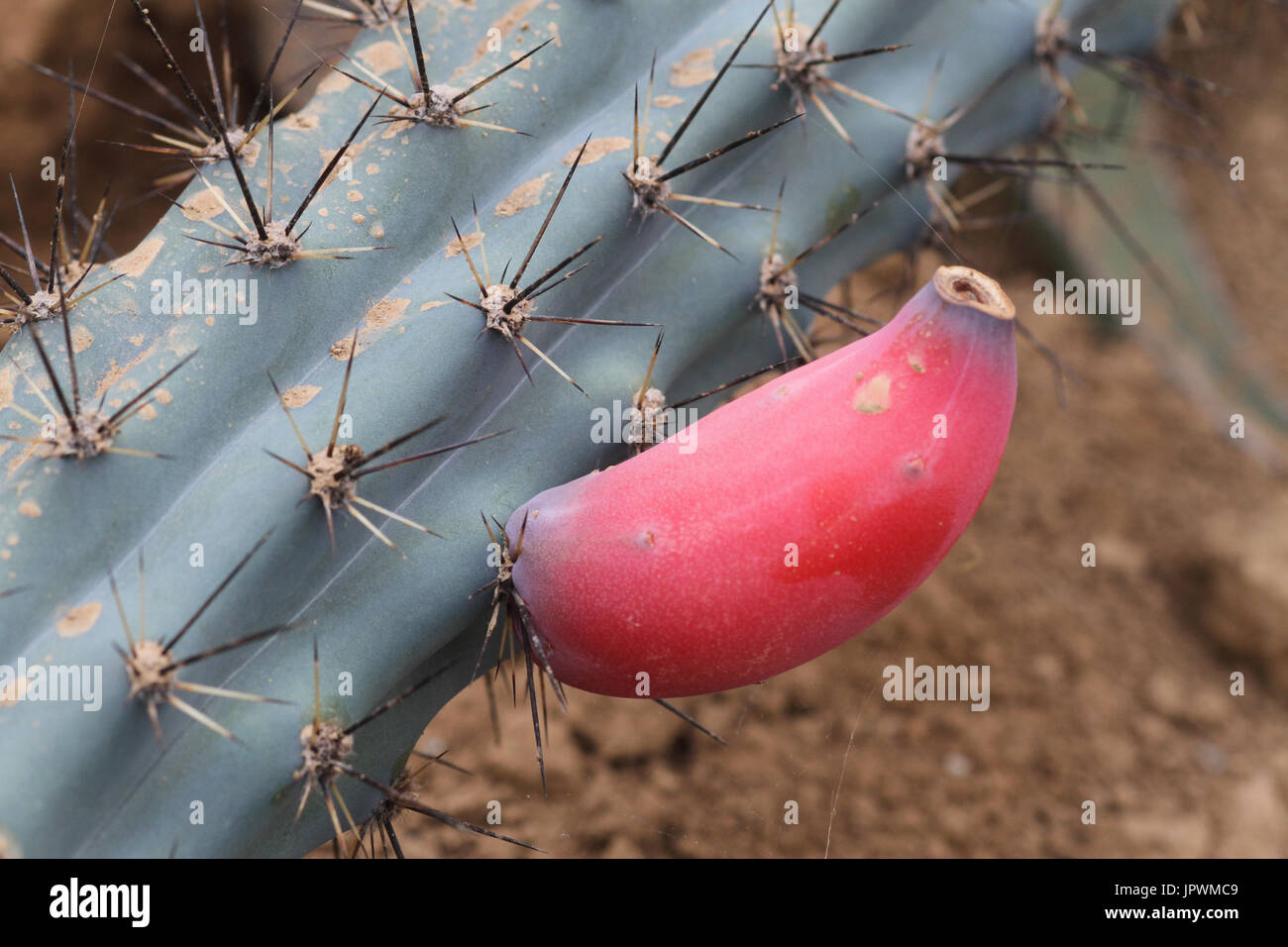 Cereus cactus in fruit in a greenhouse Stock Photo - Alamy