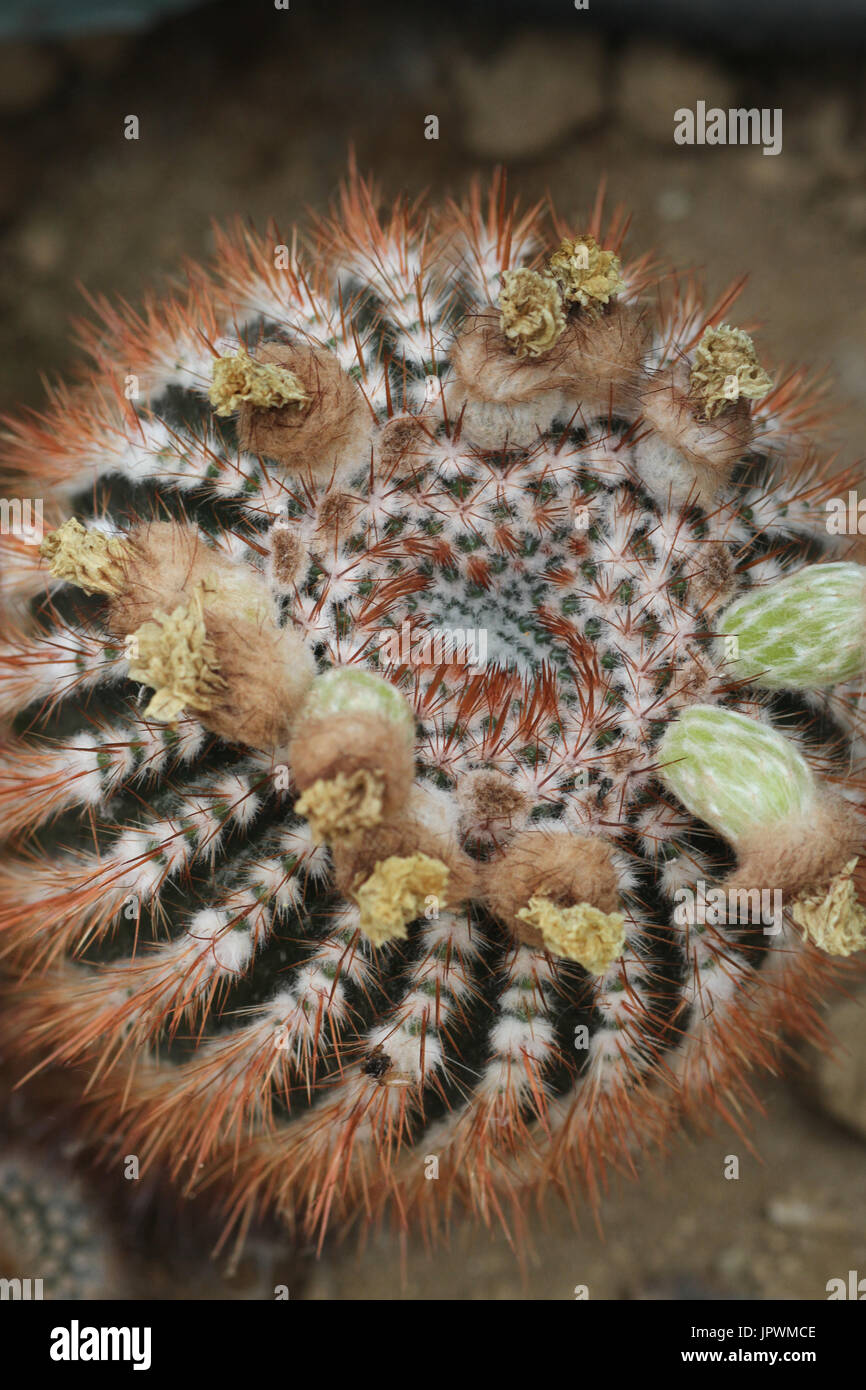 Notocactus cactus in fruit in a greenhouse Stock Photo - Alamy