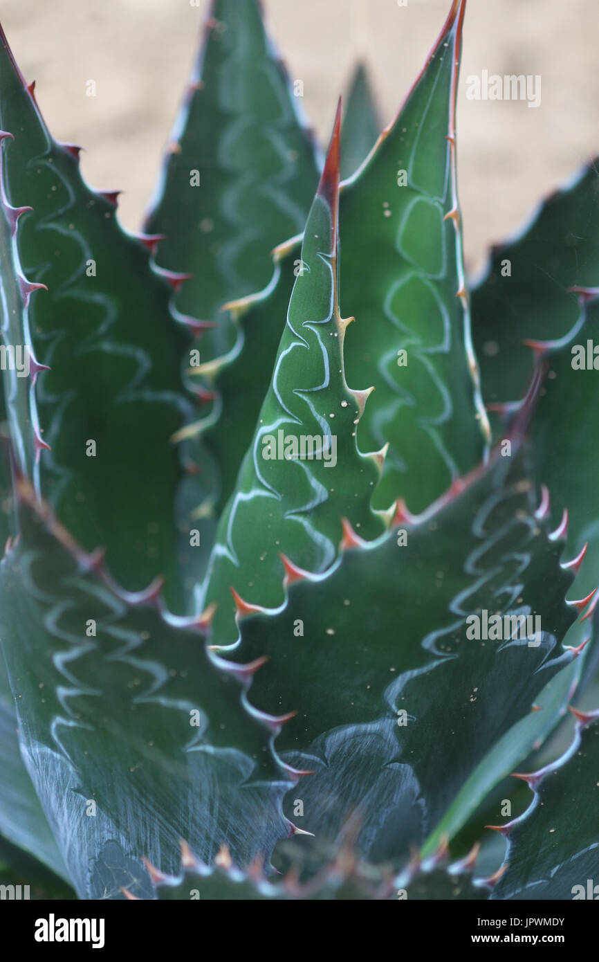 Agave in a greenhouse Stock Photo - Alamy