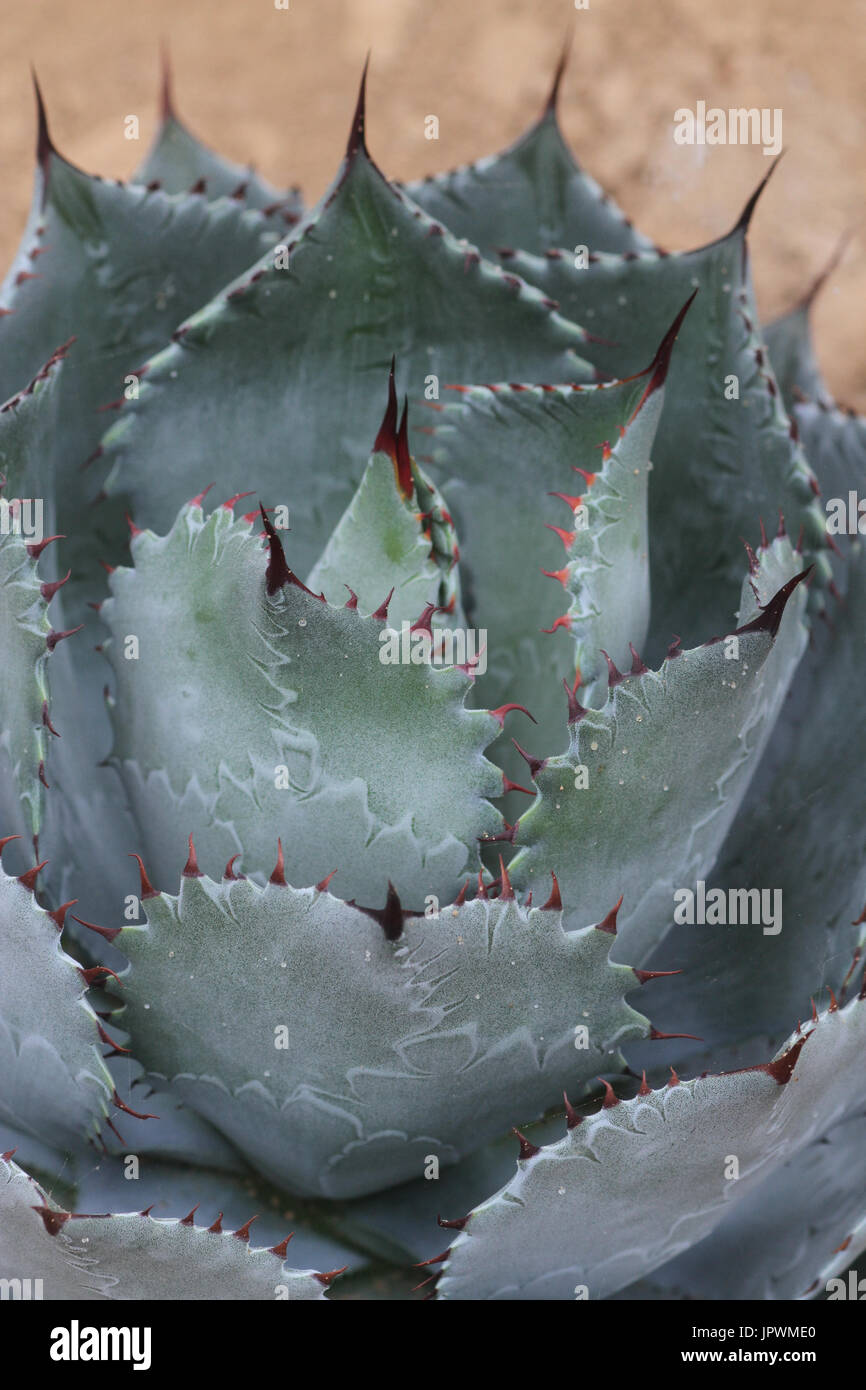 Agave in a greenhouse Stock Photo - Alamy