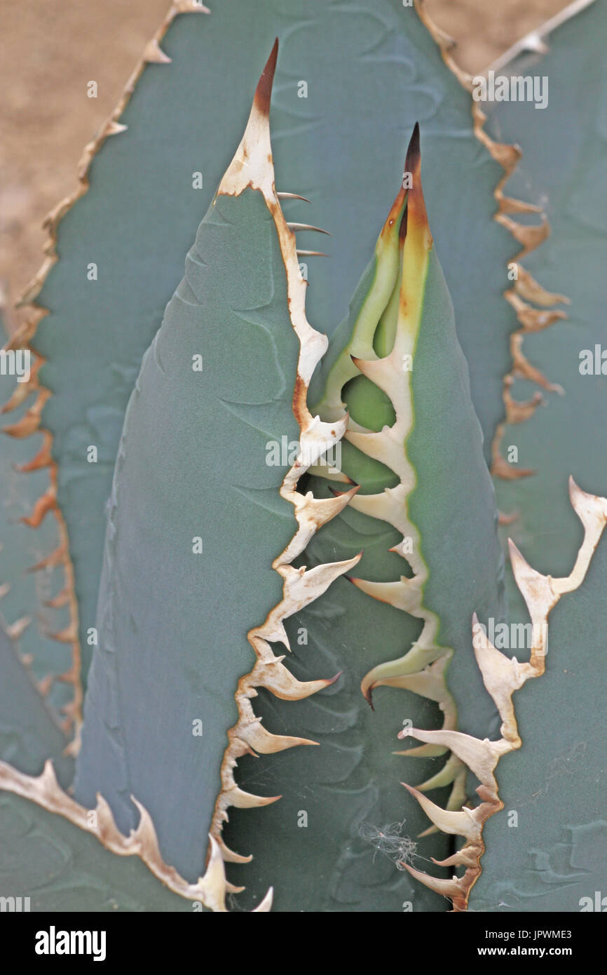 Agave in a greenhouse Stock Photo - Alamy