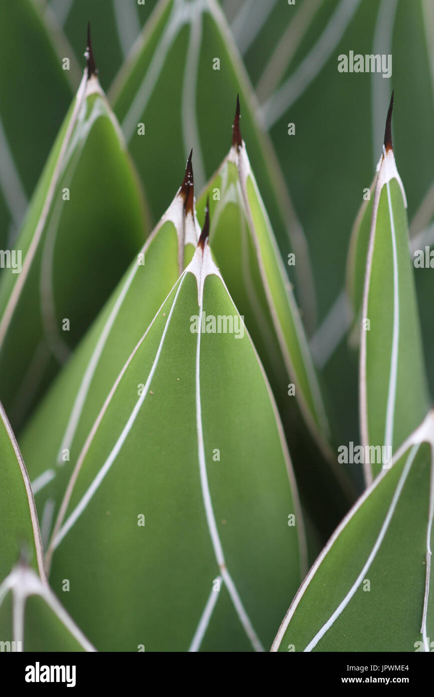 Agave in a greenhouse Stock Photo - Alamy