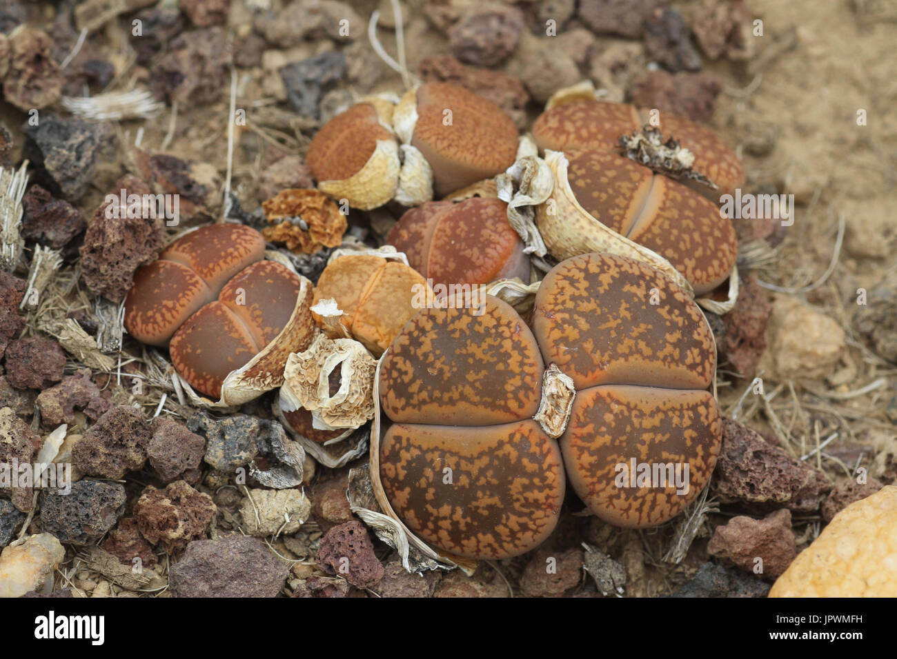 Stone plant in a greenhouse Stock Photo - Alamy