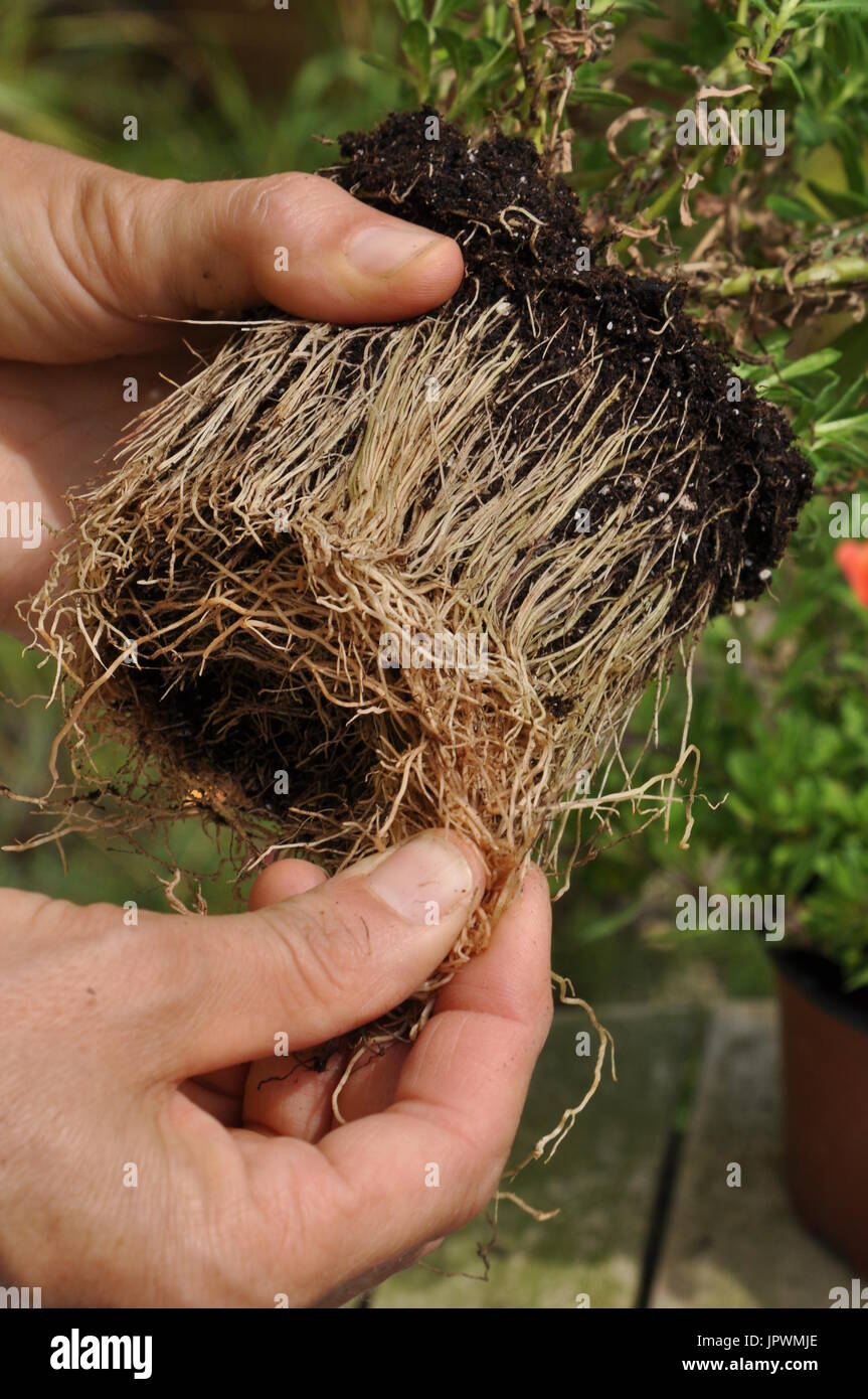 Root Cutting Propagation Stock Photos & Root Cutting Propagation Stock ...