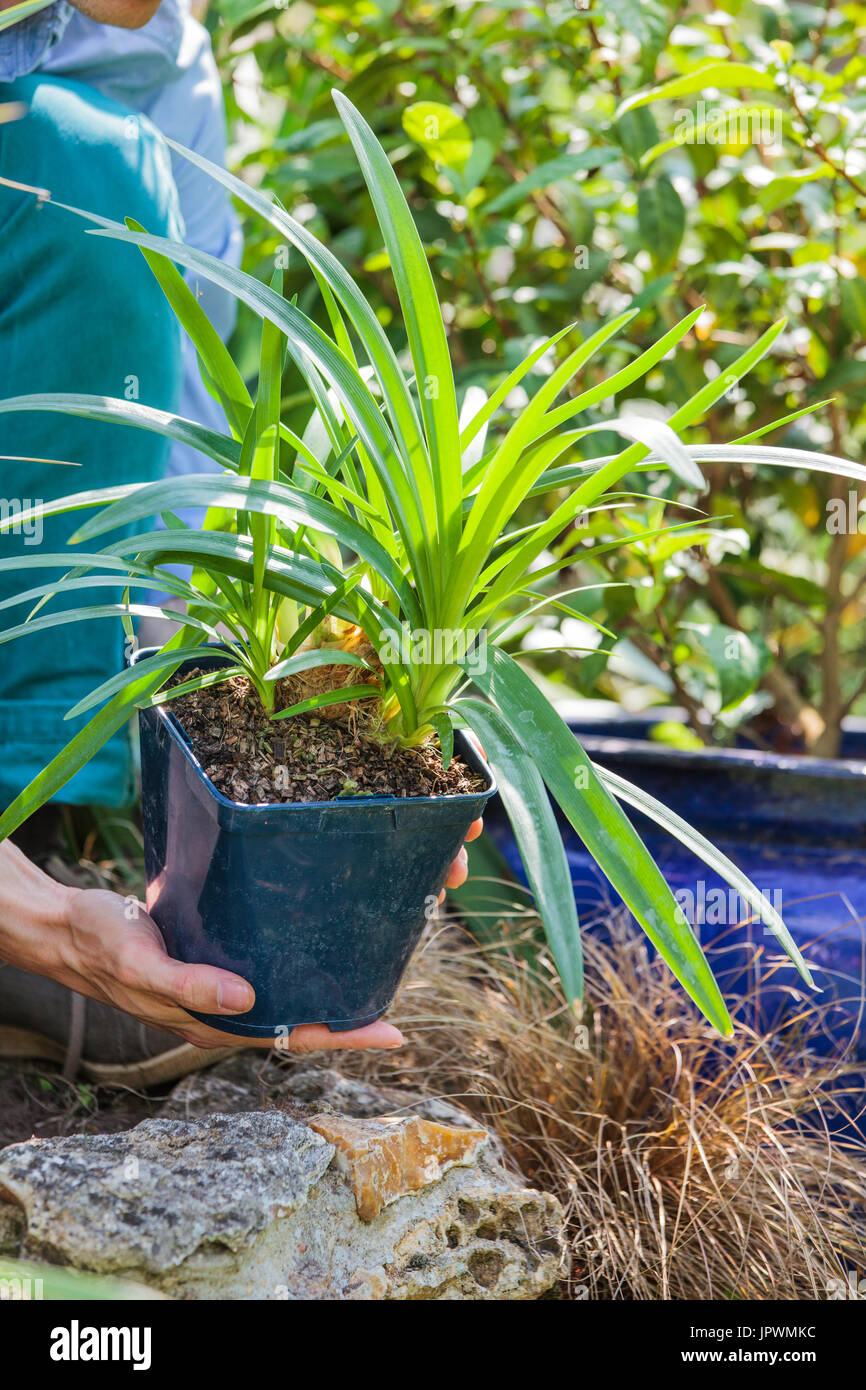 Plantation of Lily of Nile in a garden Stock Photo - Alamy