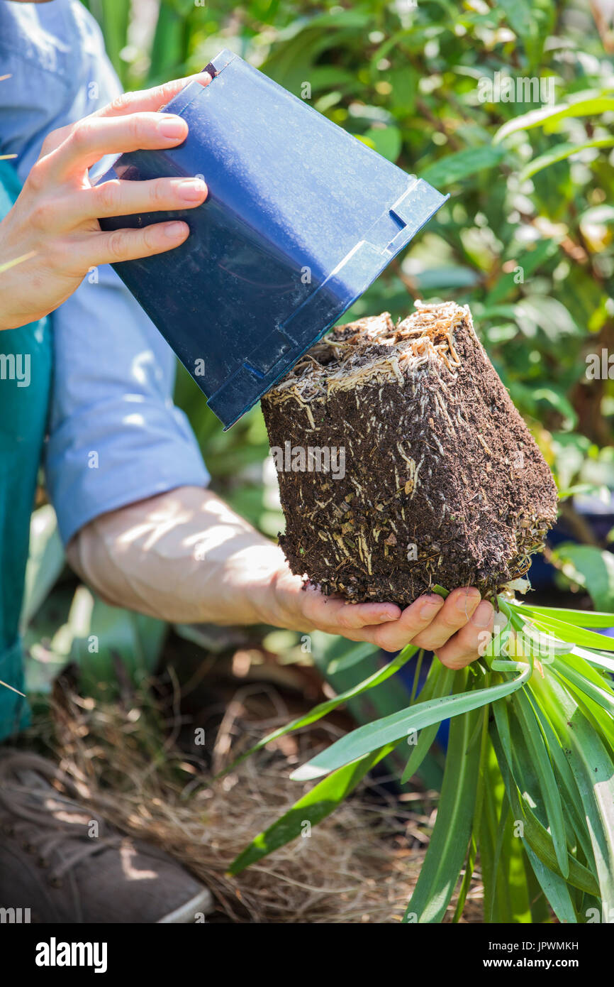 Plantation of Lily of Nile in a garden Stock Photo - Alamy
