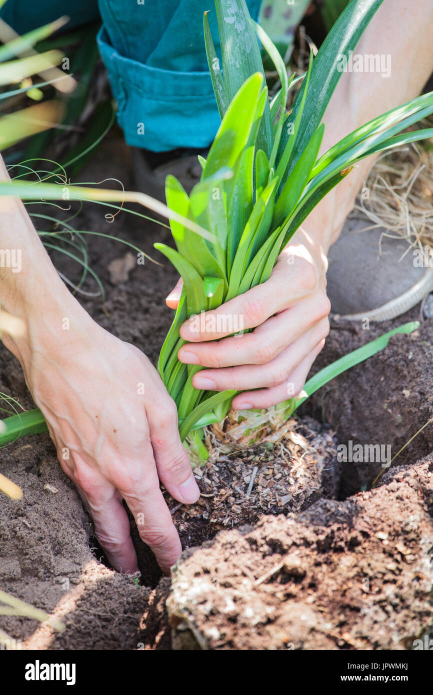 Plantation of Lily of Nile in a garden Stock Photo - Alamy