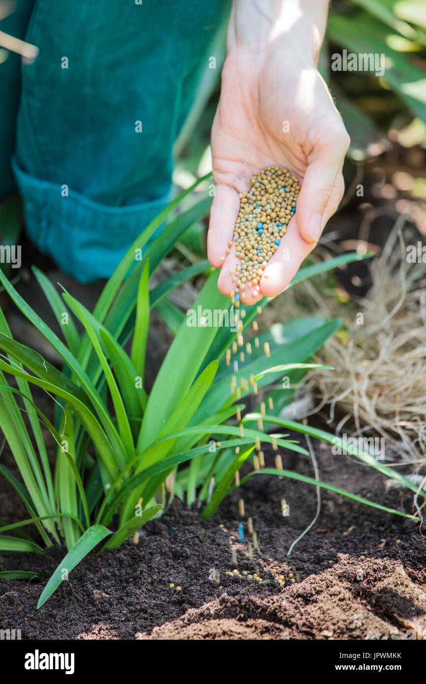 Plantation of Lily of Nile in a garden Stock Photo - Alamy