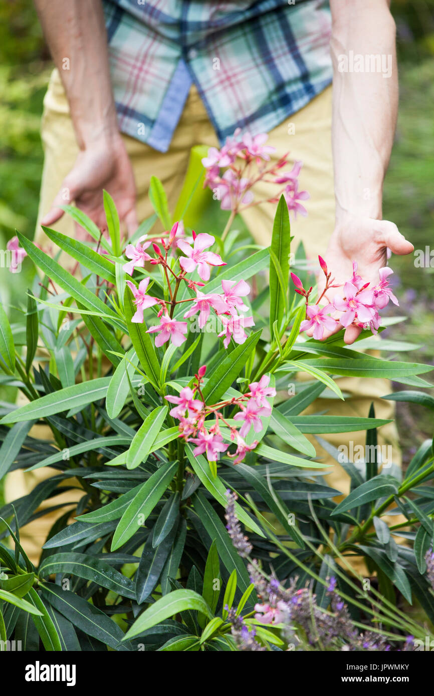 Plantation of an oleander in a garden Stock Photo - Alamy