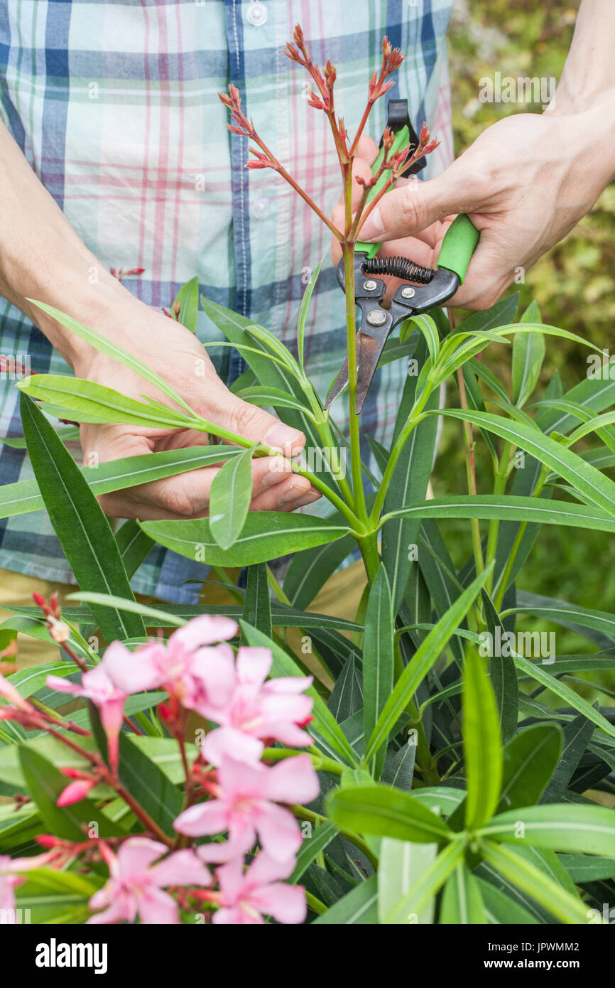 Pruning of faded flowers of an oleander in a garden Stock Photo - Alamy