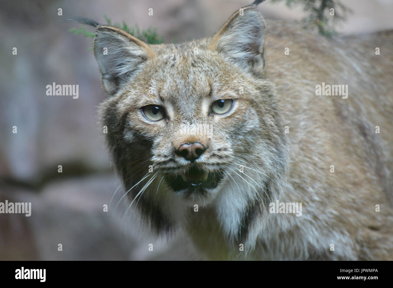 Lynx expression hi-res stock photography and images - Alamy