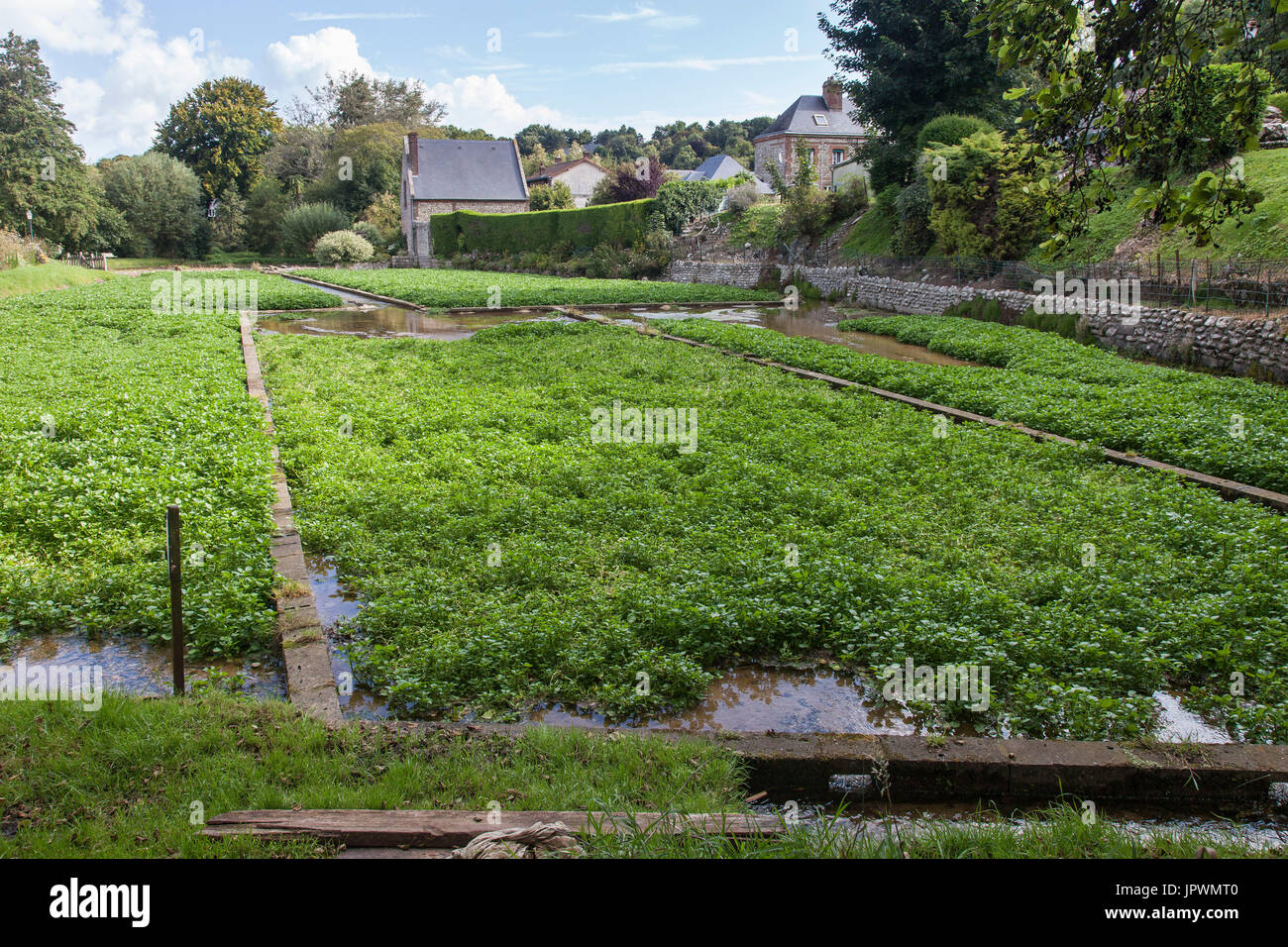 Watercress Fields High Resolution Stock Photography and Images - Alamy