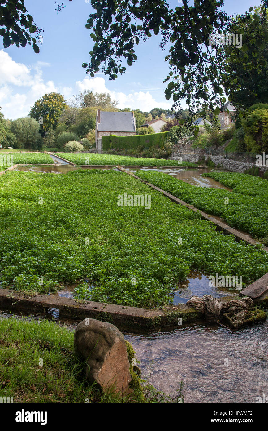 Watercress fields hi-res stock photography and images - Alamy