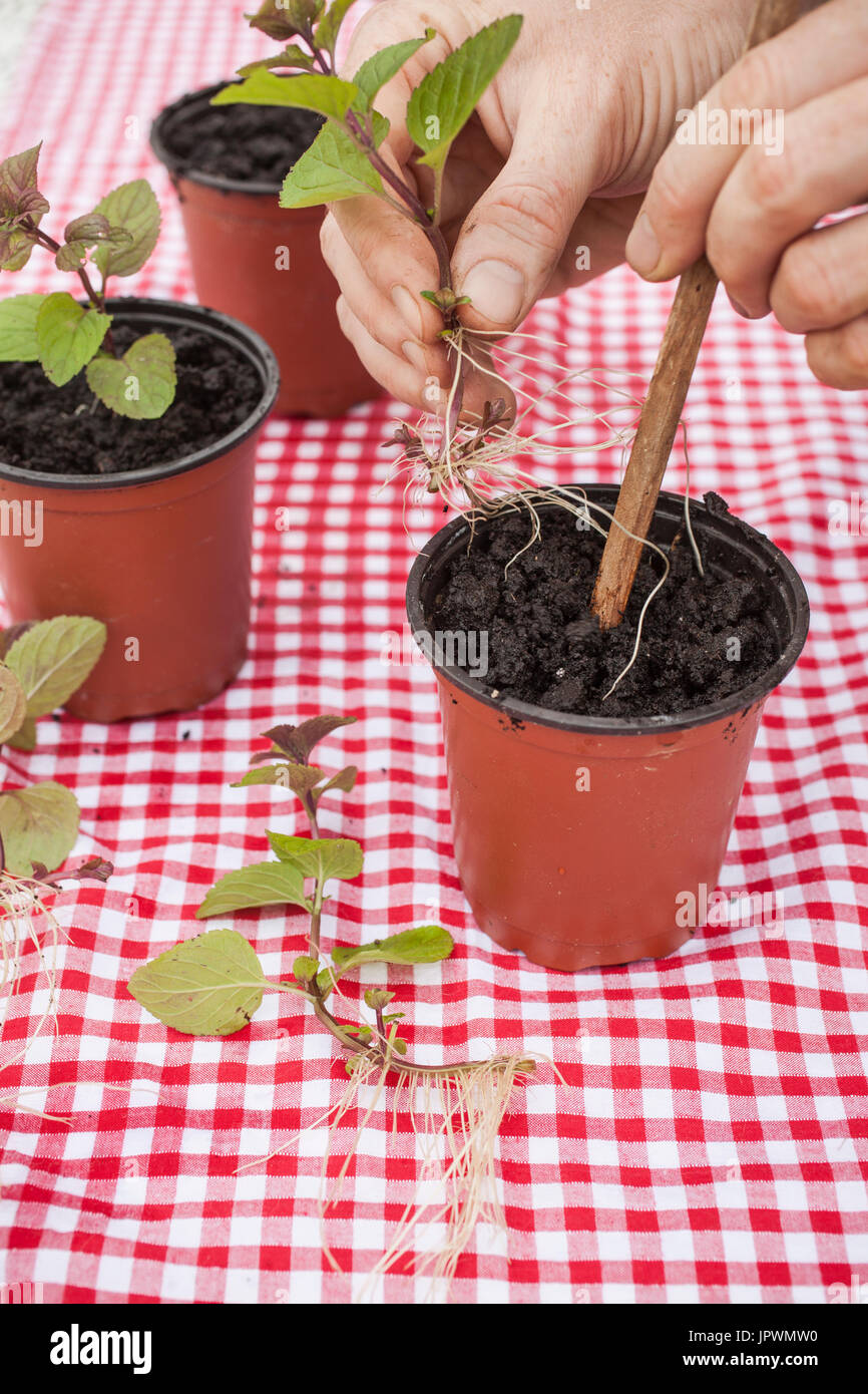 Planning out of mint cuttings Stock Photo - Alamy