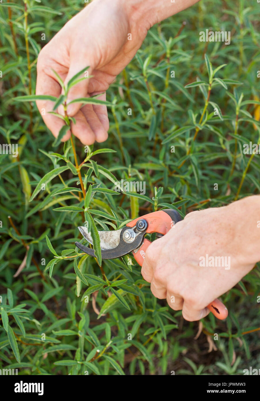 Cistus sp hi-res stock photography and images - Alamy