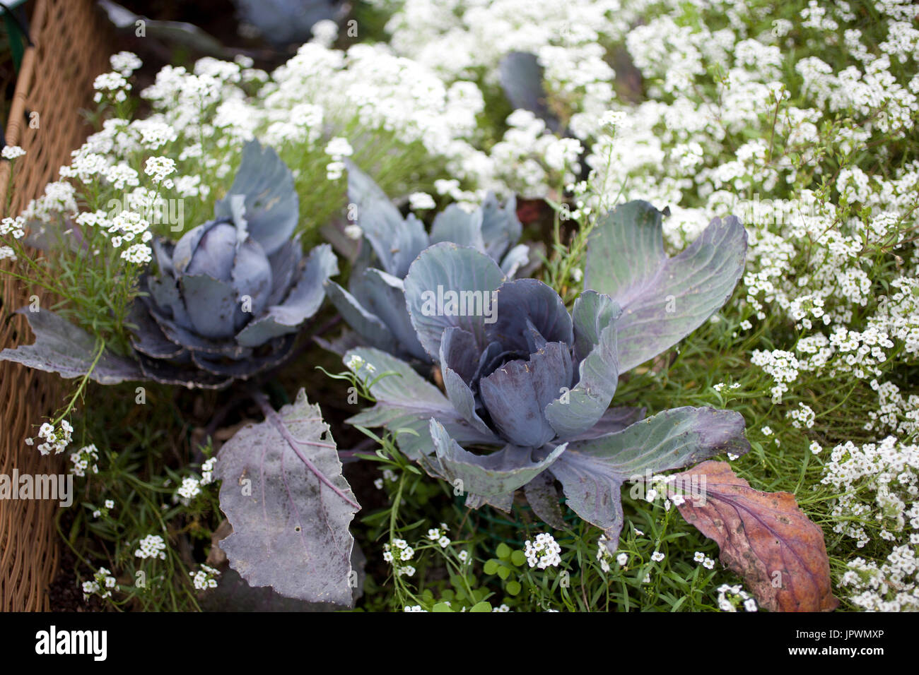 Alysse alyssum sp hi-res stock photography and images - Alamy