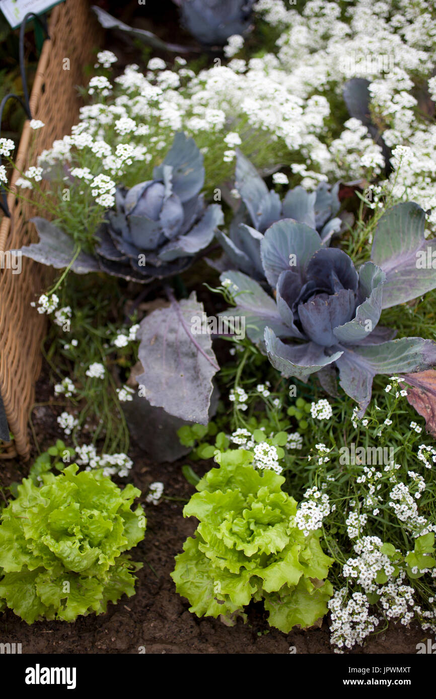 Alysse alyssum sp hi-res stock photography and images - Alamy