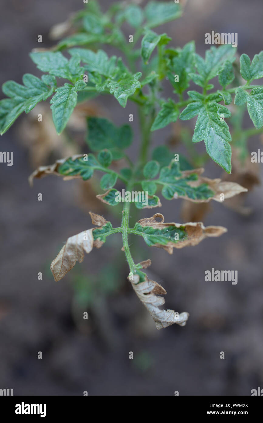 Excess of load of fertilizer on tomatoes in a garden Stock Photo - Alamy