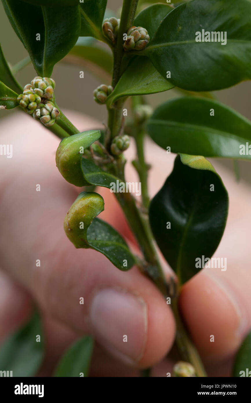 Leaves of common box with " spoon" deformation in a garden Stock Photo ...