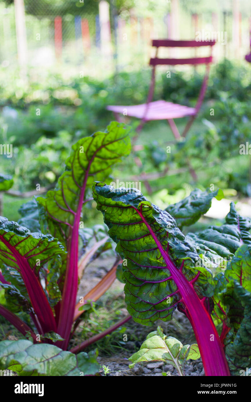 Potager kitchen garden hi-res stock photography and images - Alamy