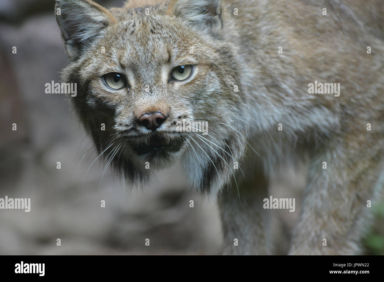 Lynx expression hi-res stock photography and images - Alamy
