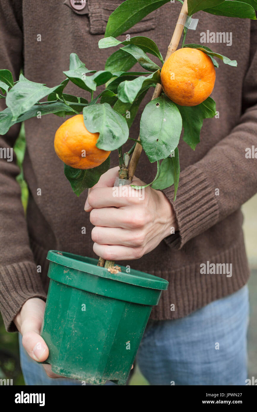Mandarin tree in the hand of a man Stock Photo - Alamy