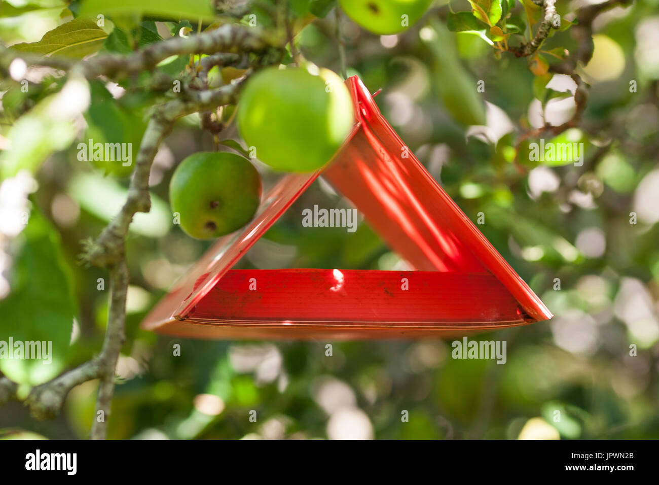 Pheromone trap on apple tree against codling moth Stock Photo - Alamy