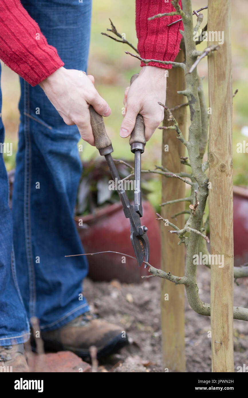 Winter prunning of an apple tree in a garden Stock Photo - Alamy