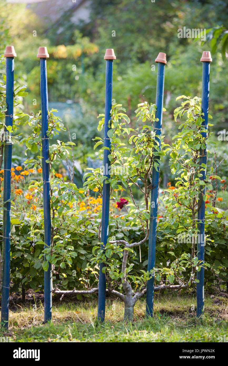 Common Pears Pyrus Communis High Resolution Stock Photography and ...