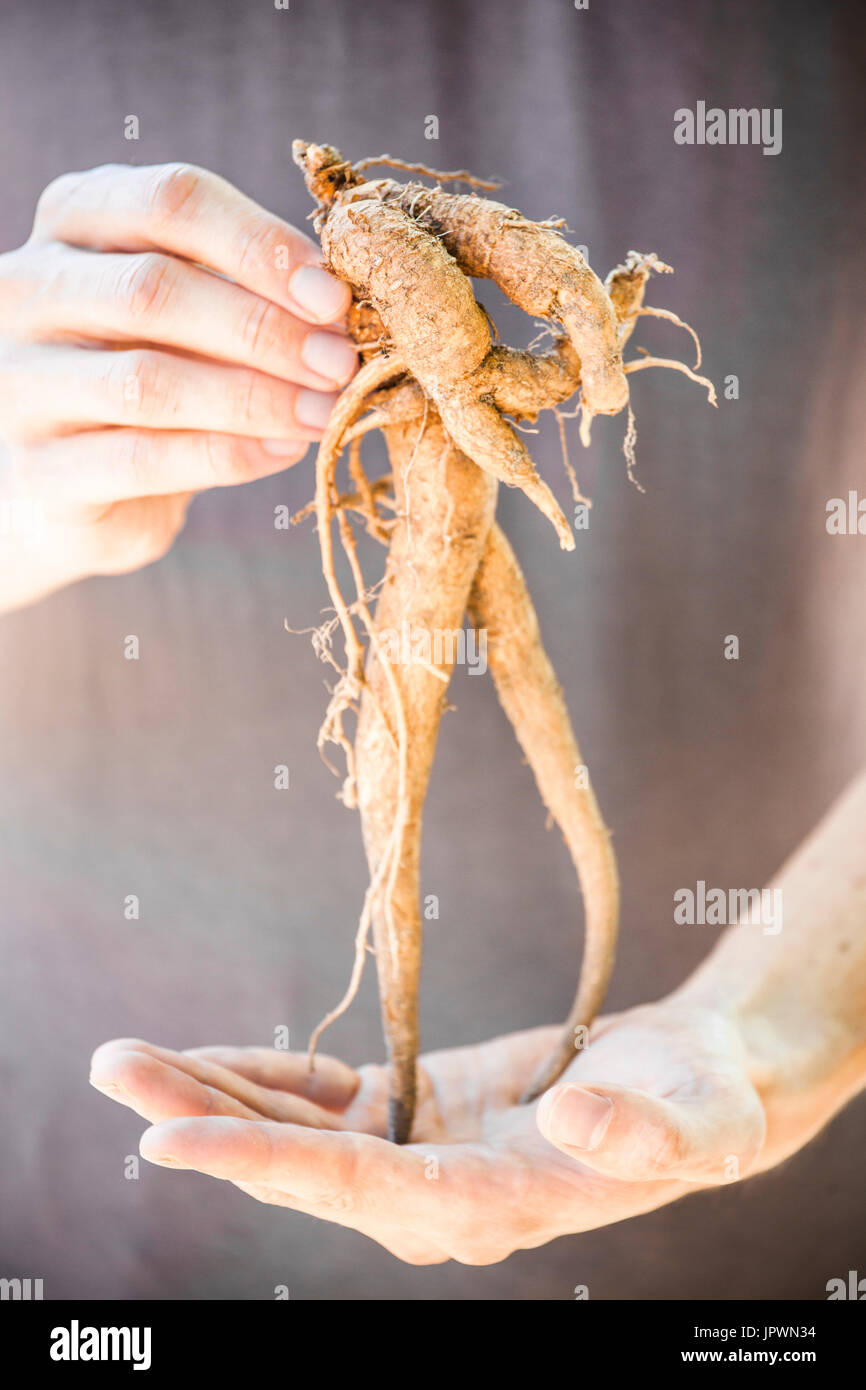 Mandrake Root High Resolution Stock Photography and Images - Alamy