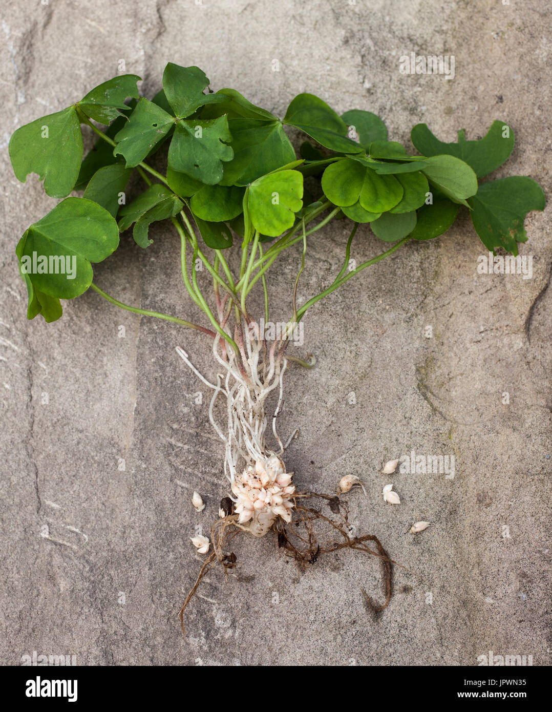 Sorrel Root