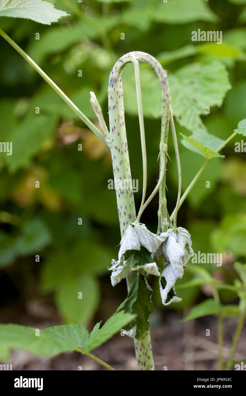 Raspberry stem with raspberry cane maggot damages Stock Photo - Alamy