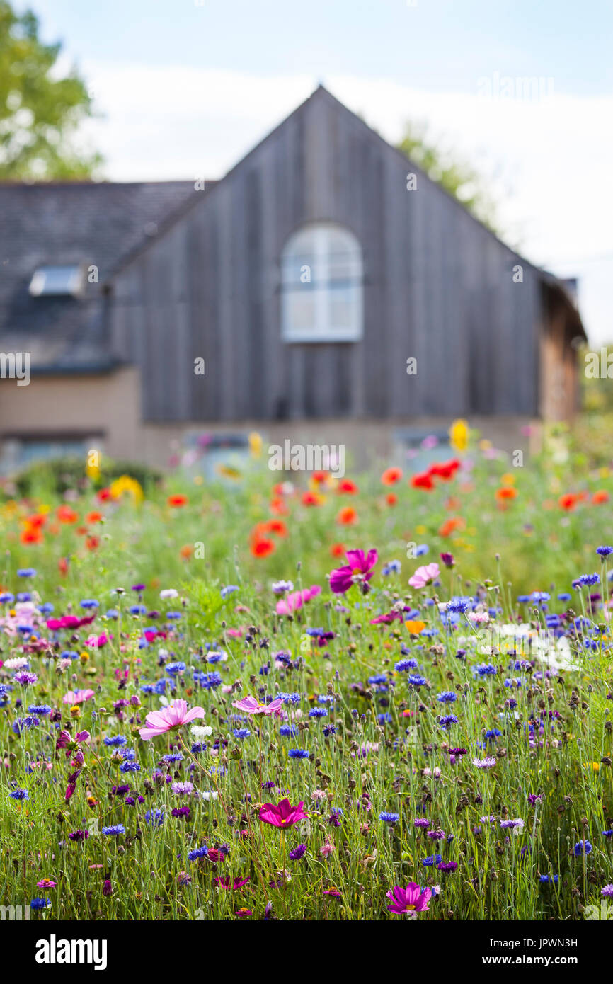 Flowered meadow in front of a barn Stock Photo - Alamy