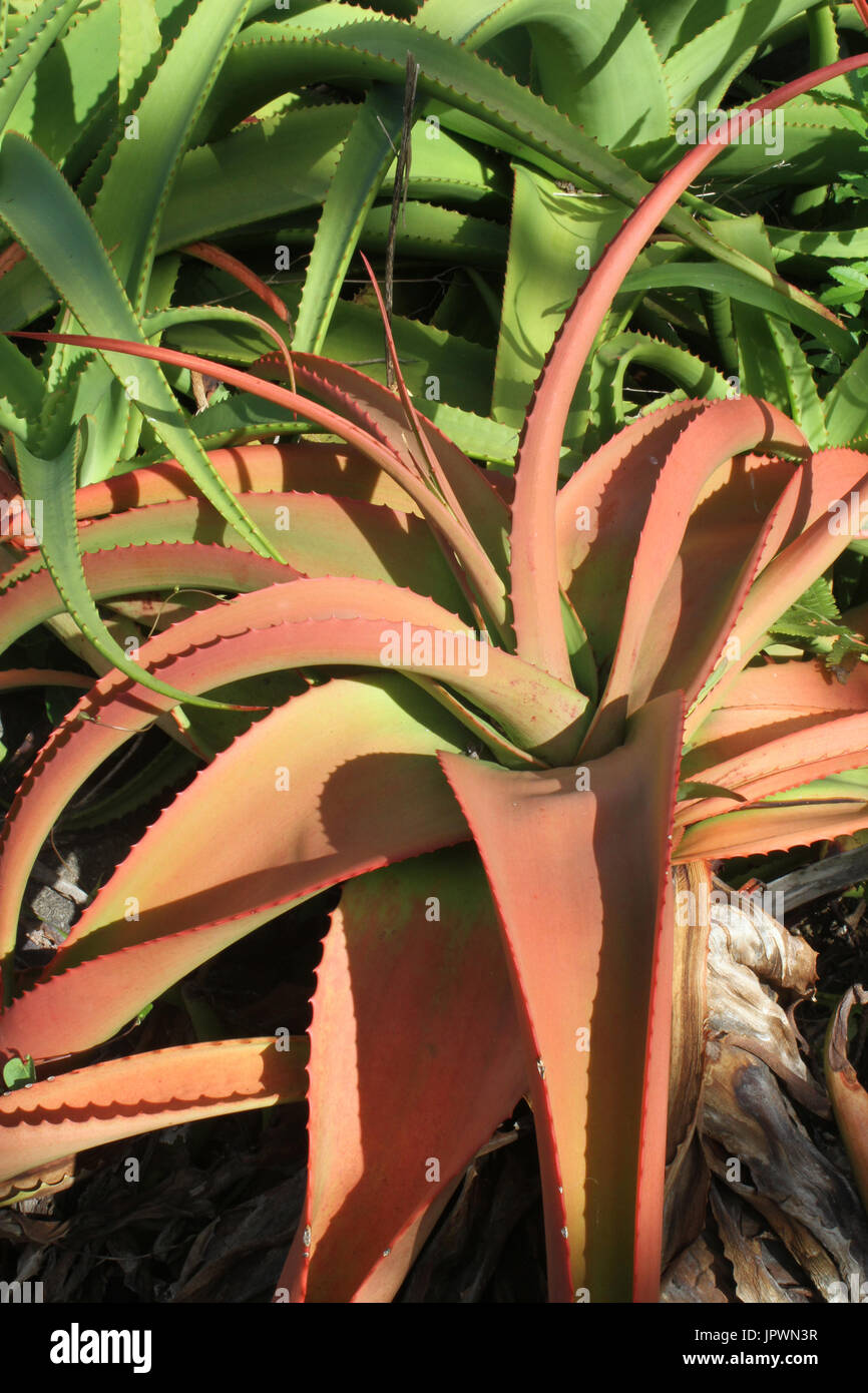 Mascarin hi-res stock photography and images - Alamy