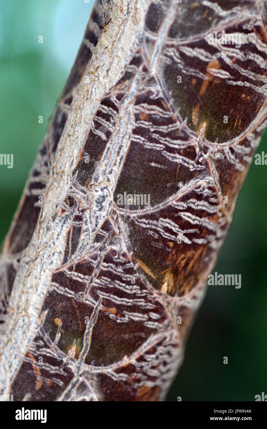 Mascarin High Resolution Stock Photography and Images - Alamy