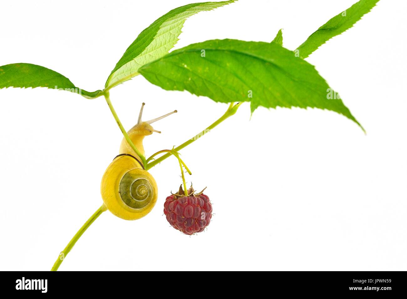 White-lip Gardensnail on raspberry fruit on white background Stock ...