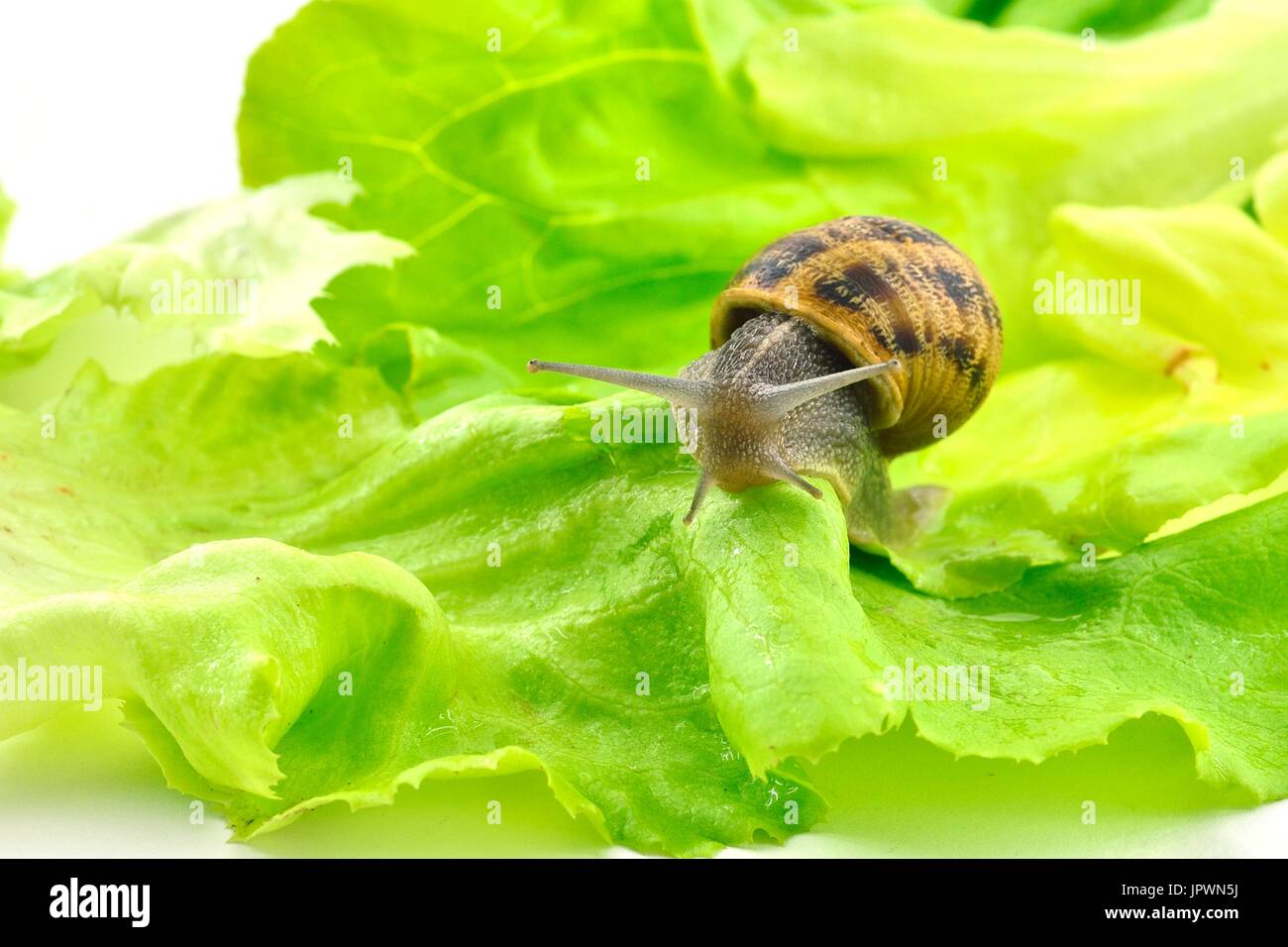 Large gray snail on a lettuce leaf - France Stock Photo - Alamy