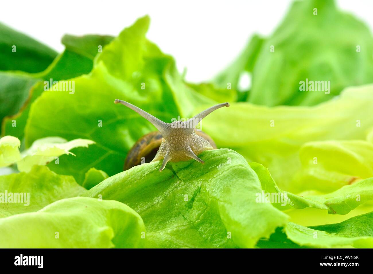 Large gray snail on a lettuce leaf - France Stock Photo - Alamy