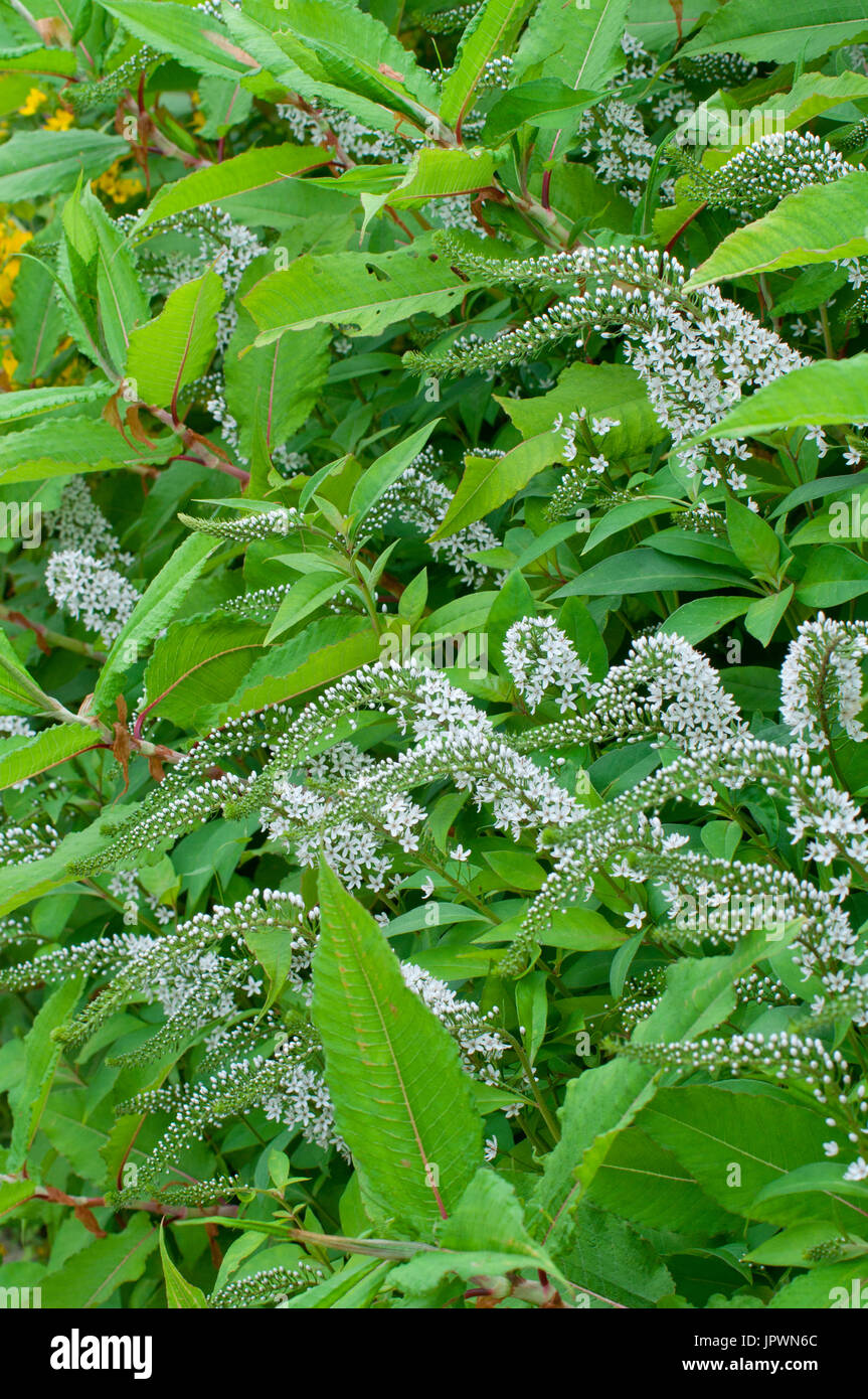 Gooseneck loosestrife in bloom in a garden Stock Photo - Alamy
