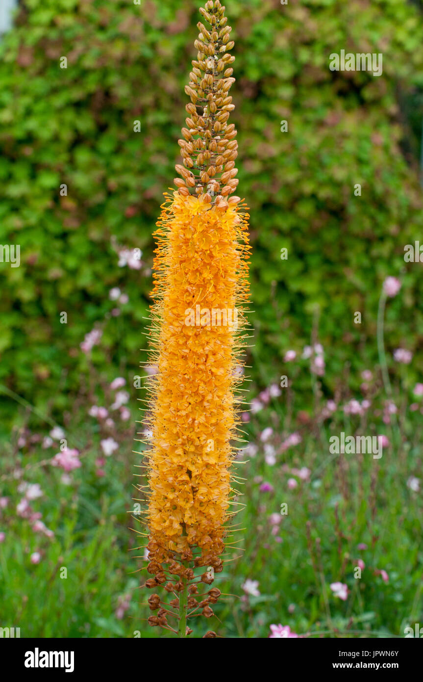 Foxtail lily in bloom in a garden Stock Photo - Alamy