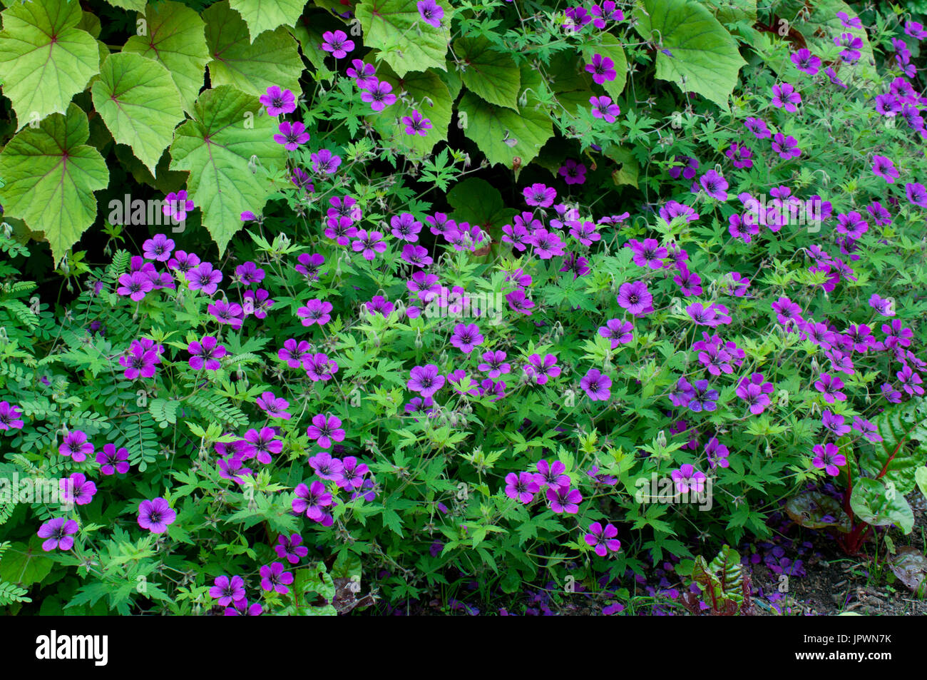 Geranium ann folkard hi-res stock photography and images - Alamy