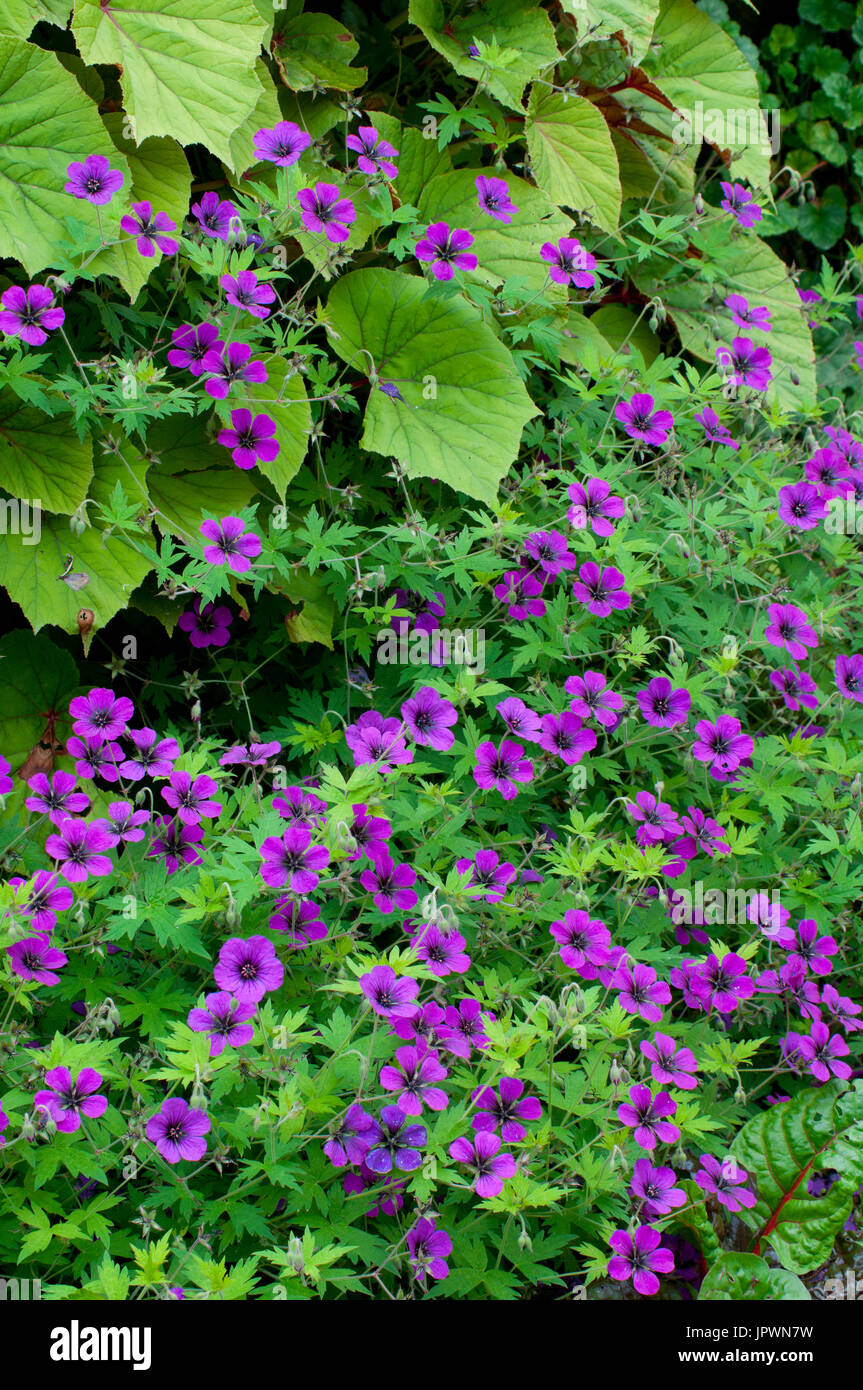 Geranium ann folkard hi-res stock photography and images - Alamy
