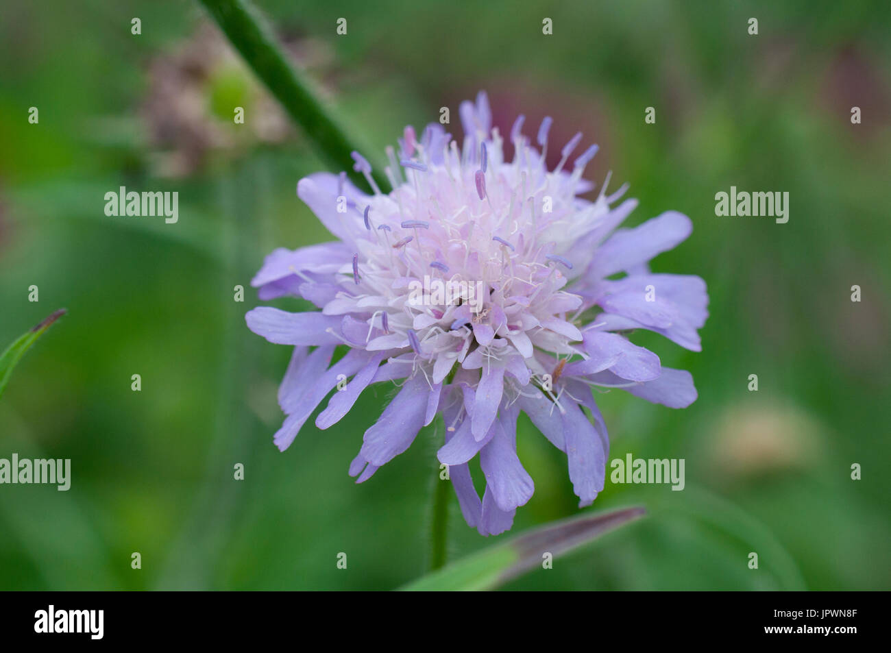 Macedonian scabious in bloom in a garden Stock Photo - Alamy