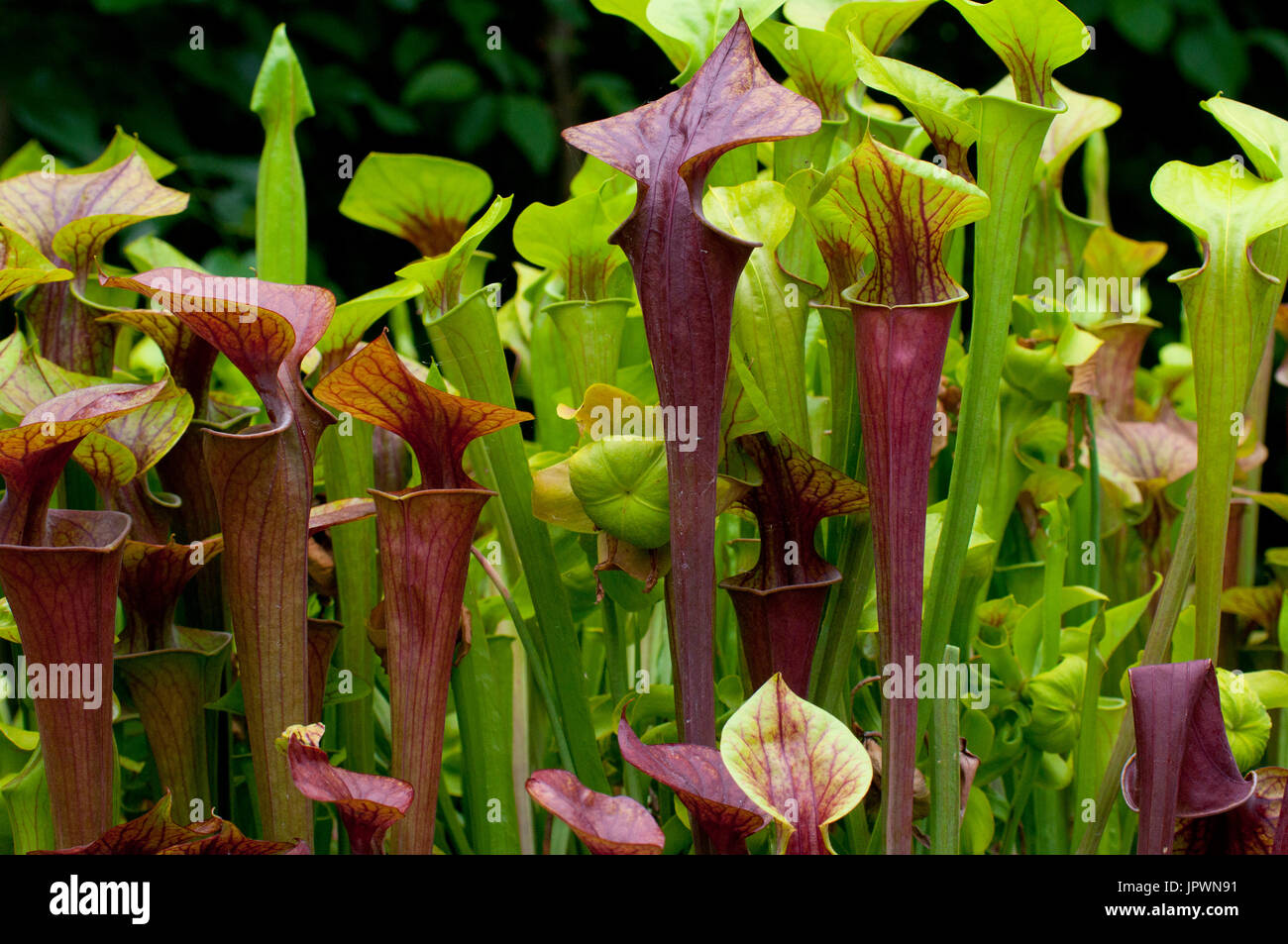 Red pitcherplant hi-res stock photography and images - Alamy