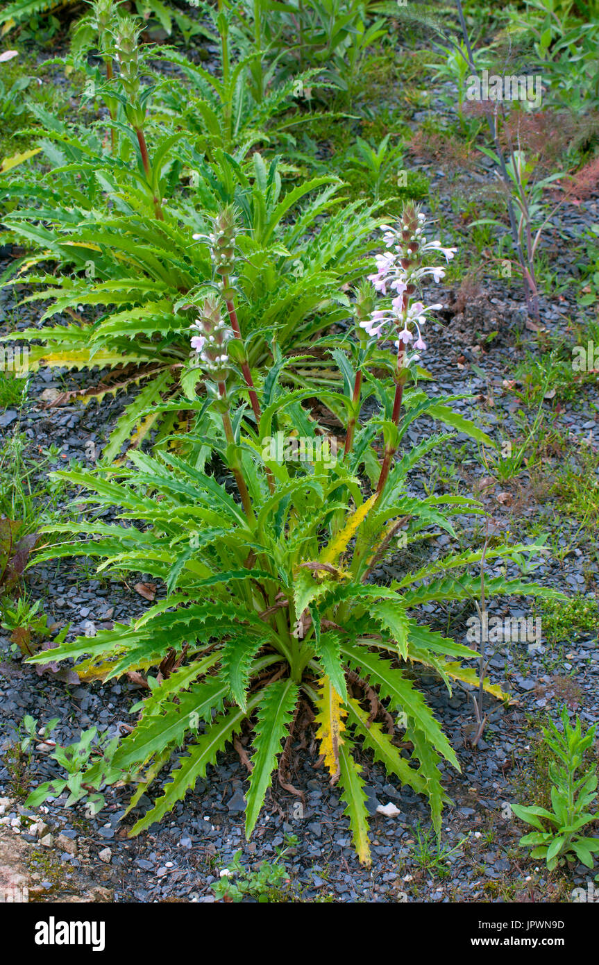 Long-leaved whorlflower in bloom in a garden Stock Photo - Alamy