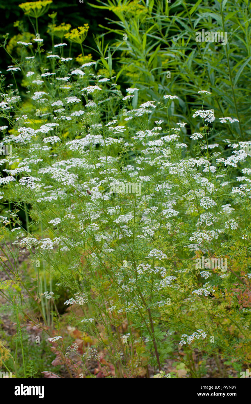 Coriander in bloom in a garden Stock Photo - Alamy